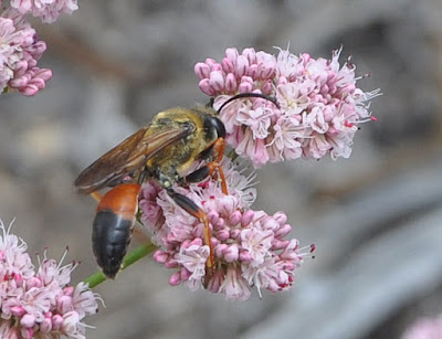 Mother Nature's Backyard - A Water-wise Garden: Thread-waisted Wasps ...