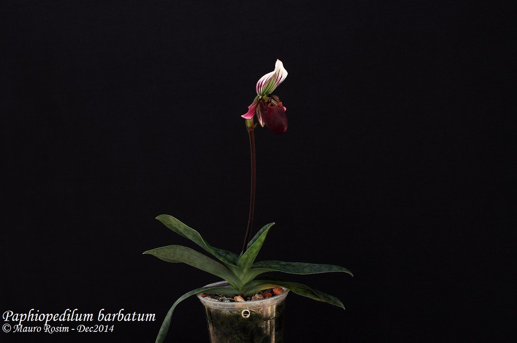Paphiopedilum barbatum orchid plant care and culture | Travaldo's blog