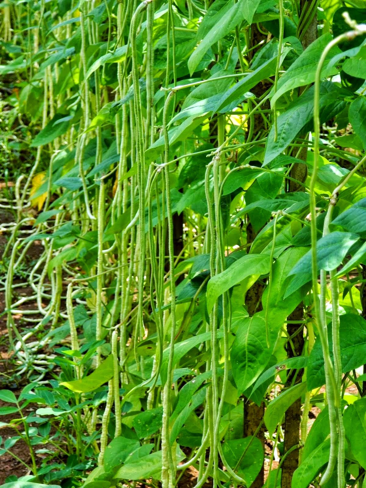 Syarat Tumbuh Kacang Panjang ~ Agro Budidaya