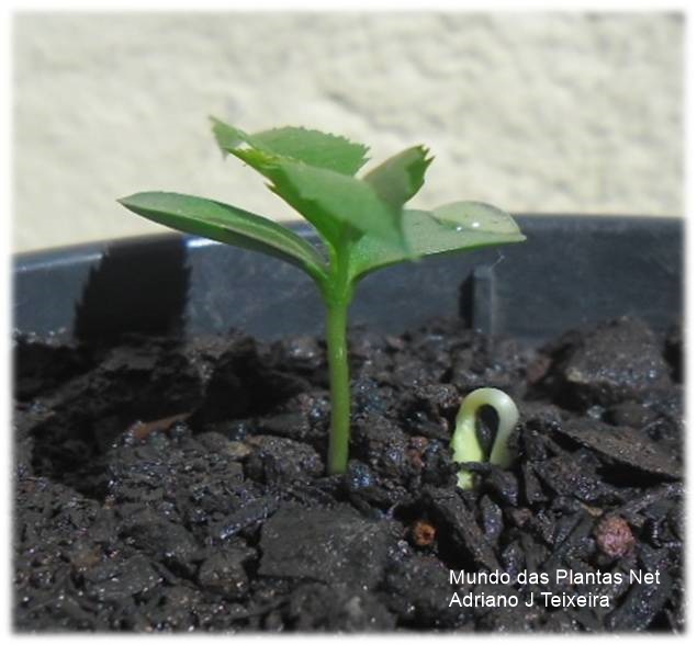 Mundo das Plantas : 2016