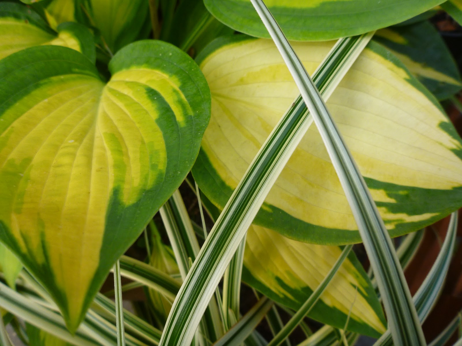 A Garden Less Ordinary: How to use variegated foliage