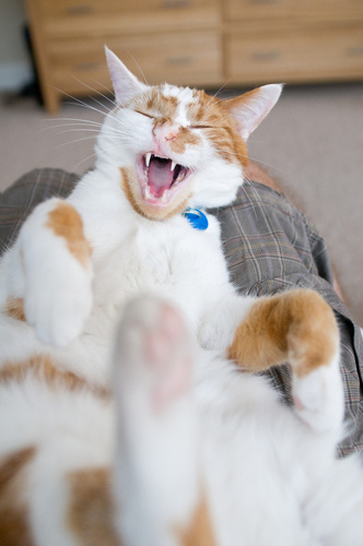 El Kapricho-Animal: Animal riendo!