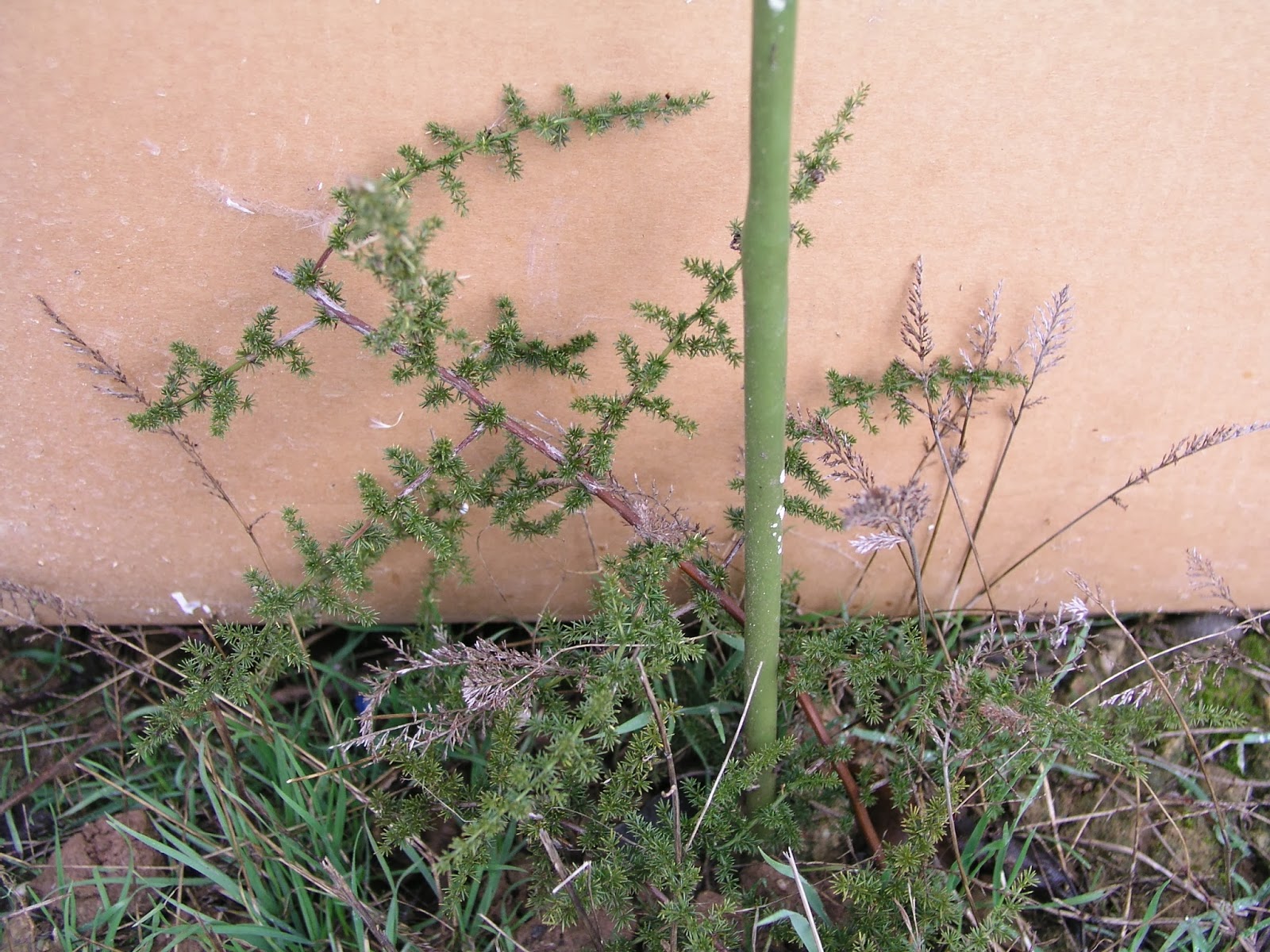 VIVA LA HORTICULTURA: ESPÁRRAGOS: TRIGUEROS, VERDES Y BLANCOS
