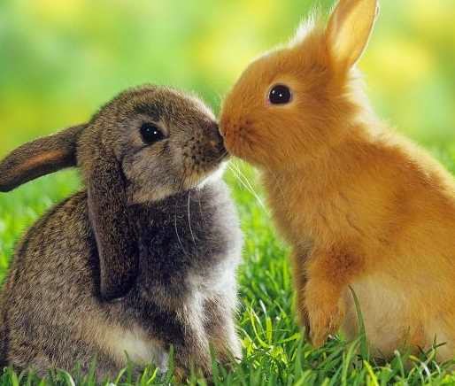 Versuri Iepuras Dragalas Poezie Iepuras Coconas A fugit peste Imas ...