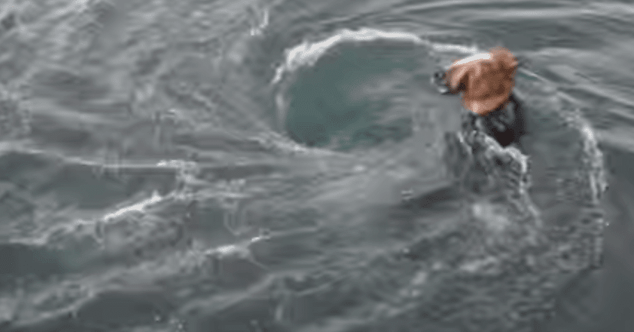 Faces of DEATH: DEATH by Whirlpool, UK