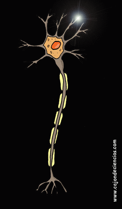 El blog de la clase de Carmen: CURIOSIDADES DEL SISTEMA NERVIOSO