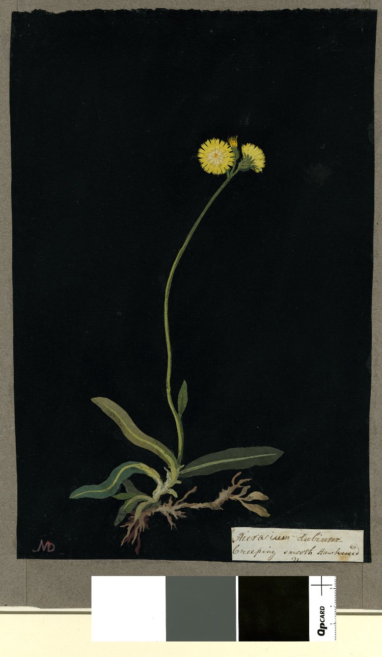 nickyskye meanderings: Mary Delany, collage artist of flowers in the 1700's