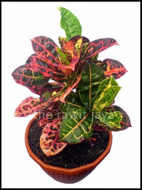 Rental Tanaman Hias Bogor I Green House: Manfaat Tanaman Puring