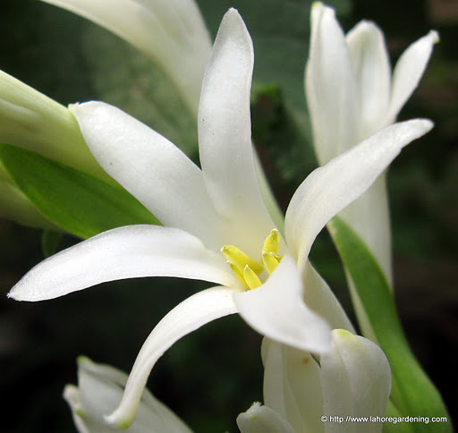 Tuberose Flower