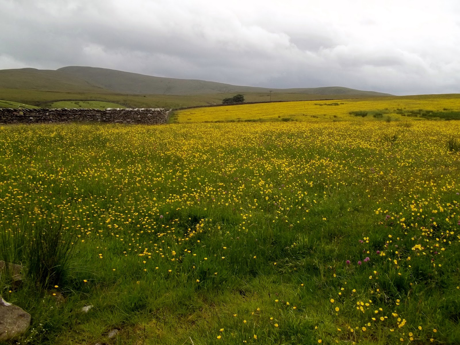 The Artful Garden at Kirkoswald: Hay Meadows, Bobby Barley and Harvesting