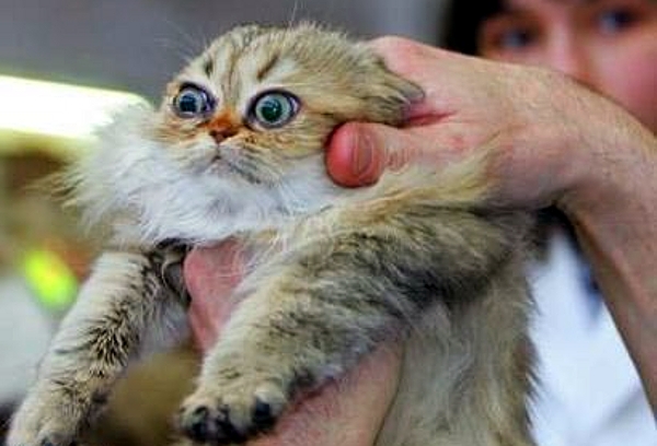 Your Source of Randomness: WTF Kitty Pictures