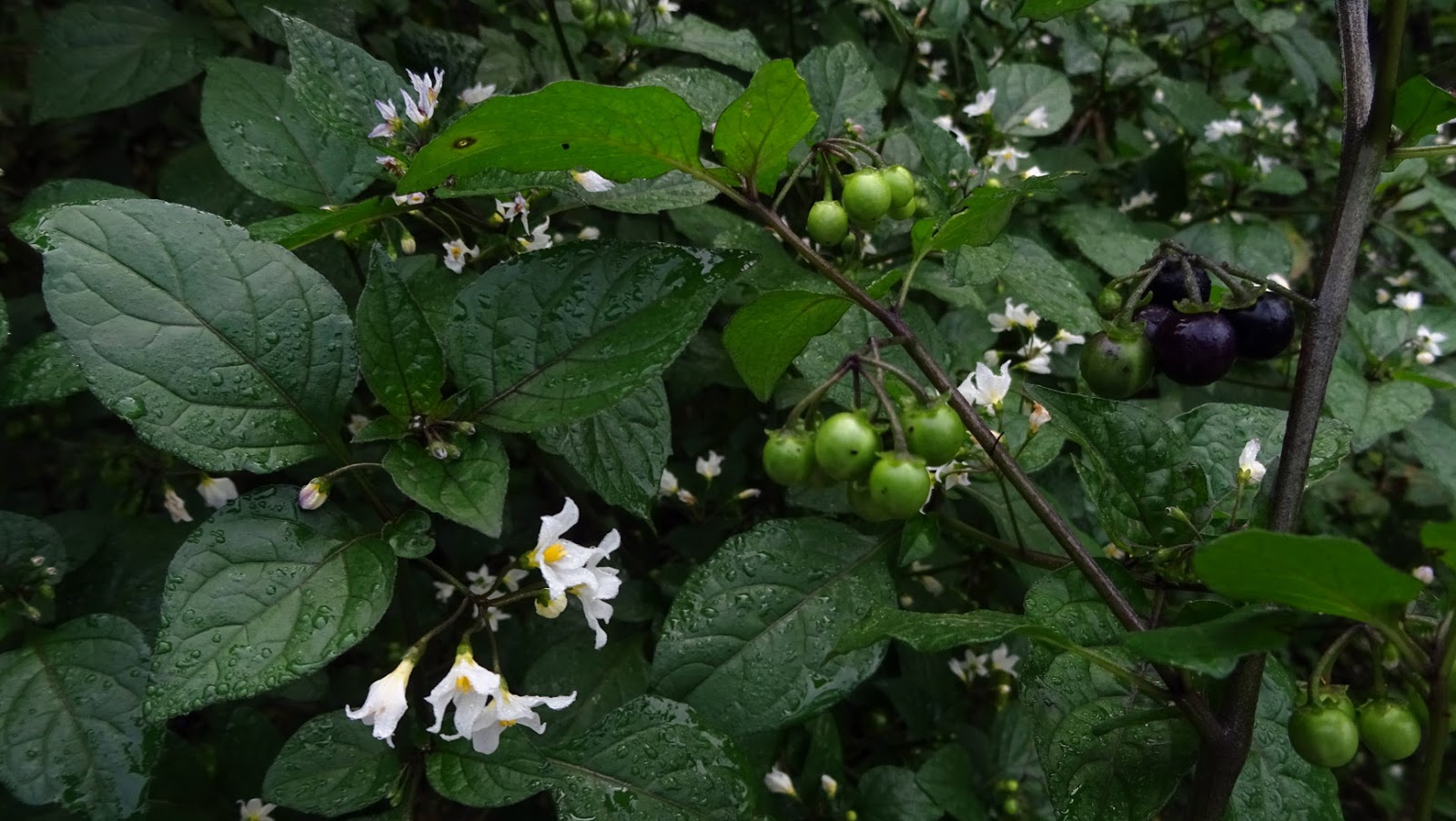 MAP: MELBOURNE WEEDS 3 - BLACK NIGHTSHADE