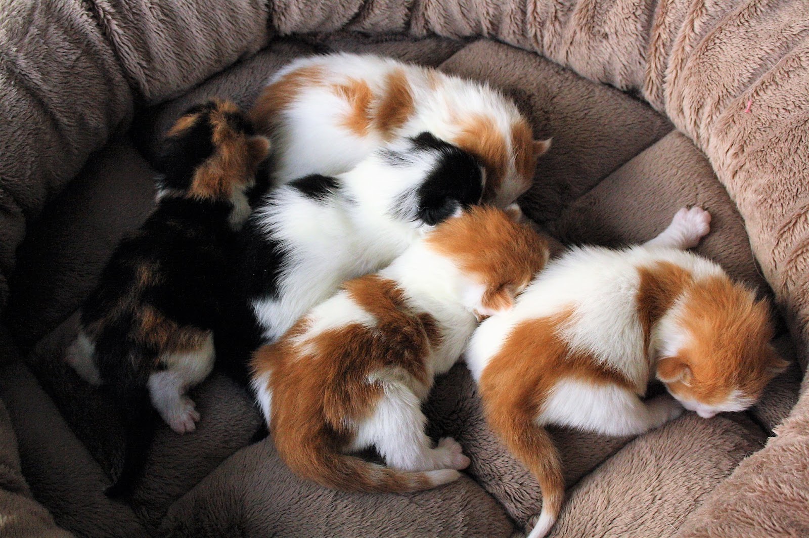 FI*Carwalions - Norwegian Forest Cats: Litters