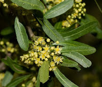 Argentina nativa: Molle (Schinus longifolius)