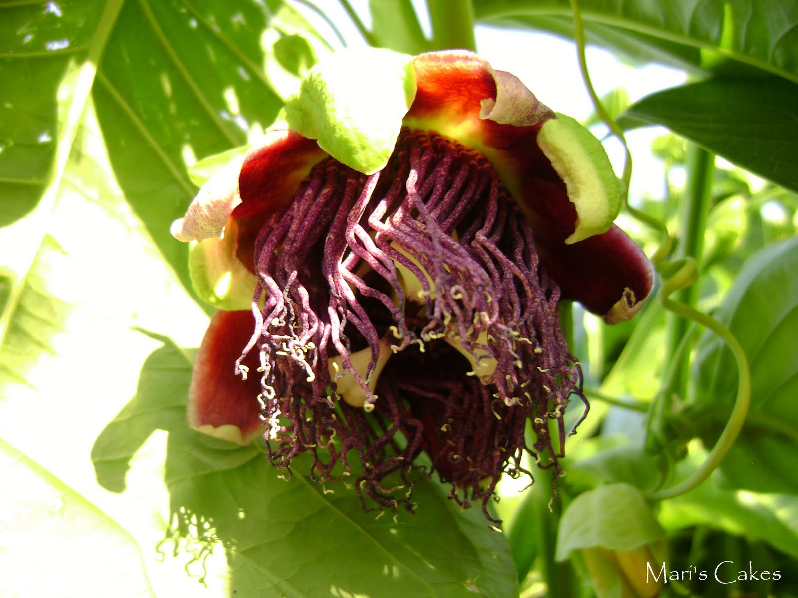 Granadillo | Mari's Cakes