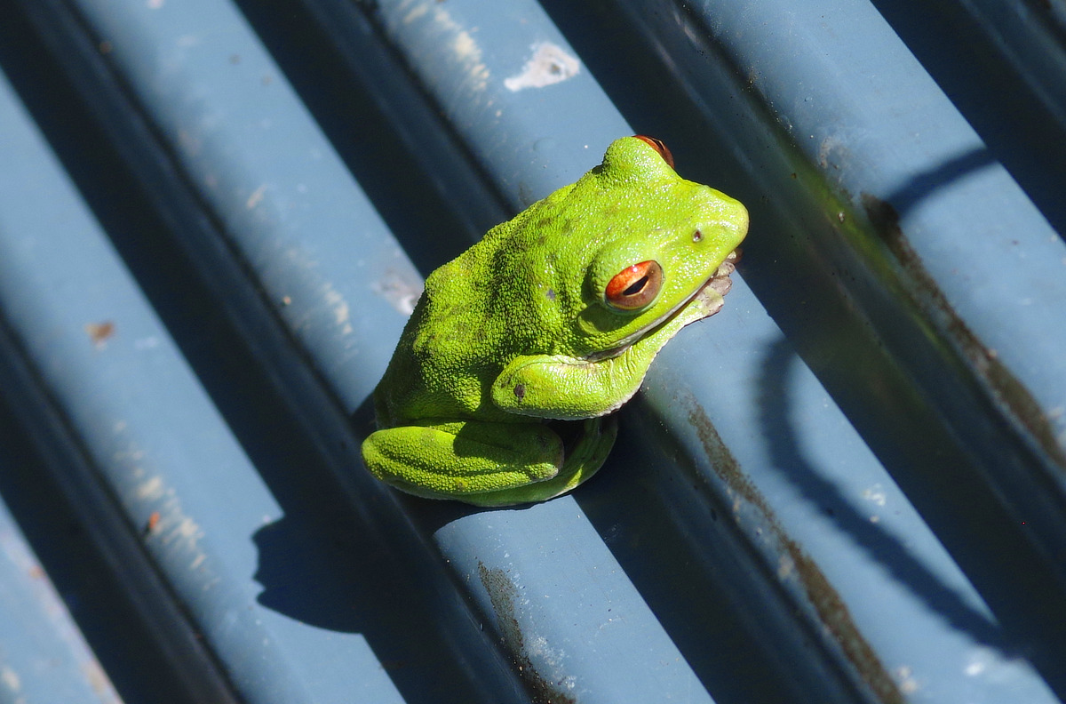 Wildeep's Illuminations: Tree Frogs on the Farm