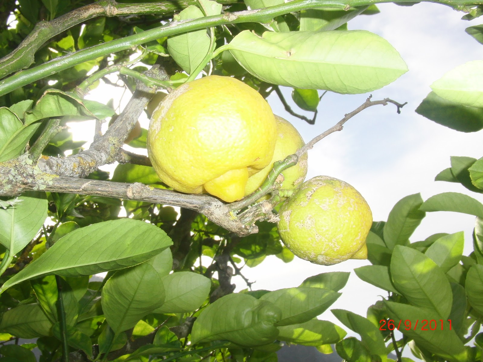 EL BLOG DE CARLOS SUAREZ....: Limeta o lima dulce (Citrus limetta Risso)