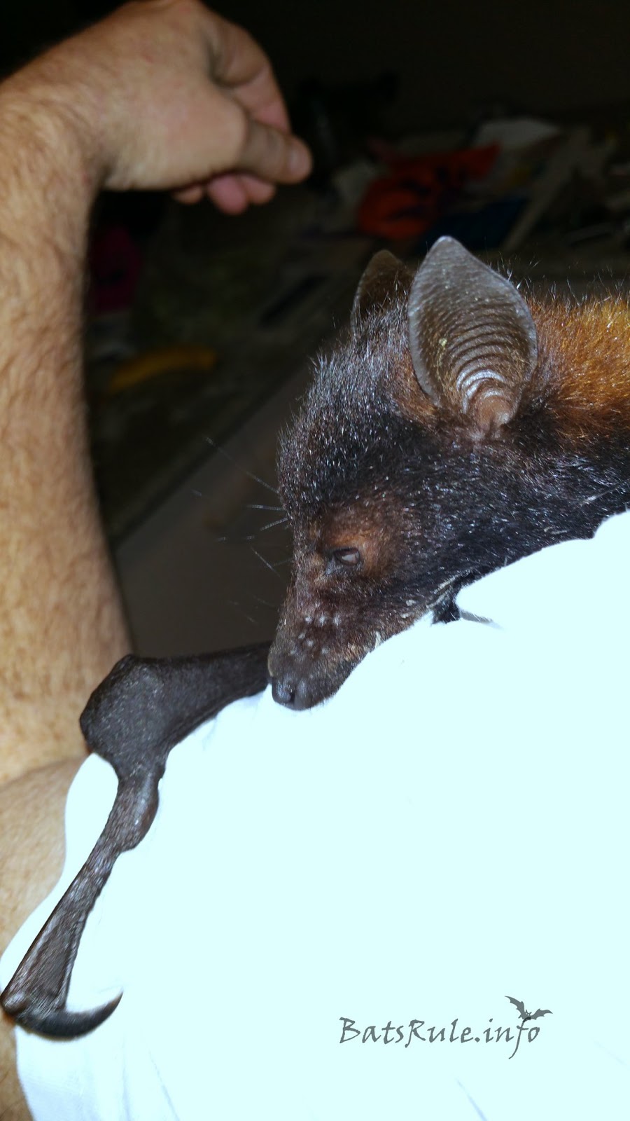 RESCUE MEGABAT BLACK FEMALE BABY 09/03/2015