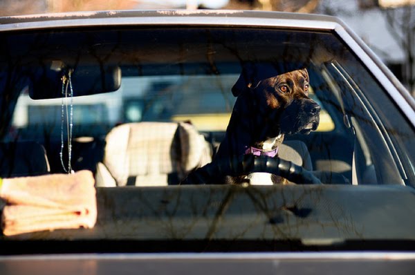 40 Cool dogs driving cars (40 pics) | Amazing Creatures