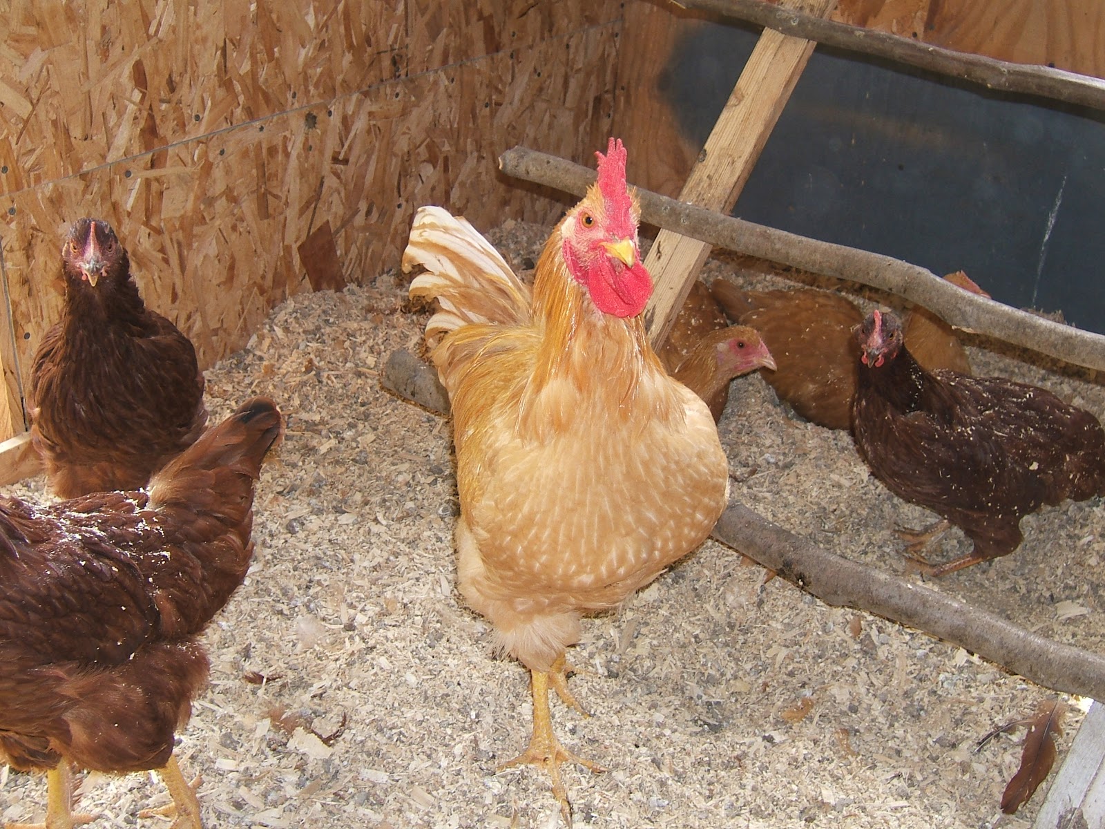 Roosting Solutions | Community Chickens