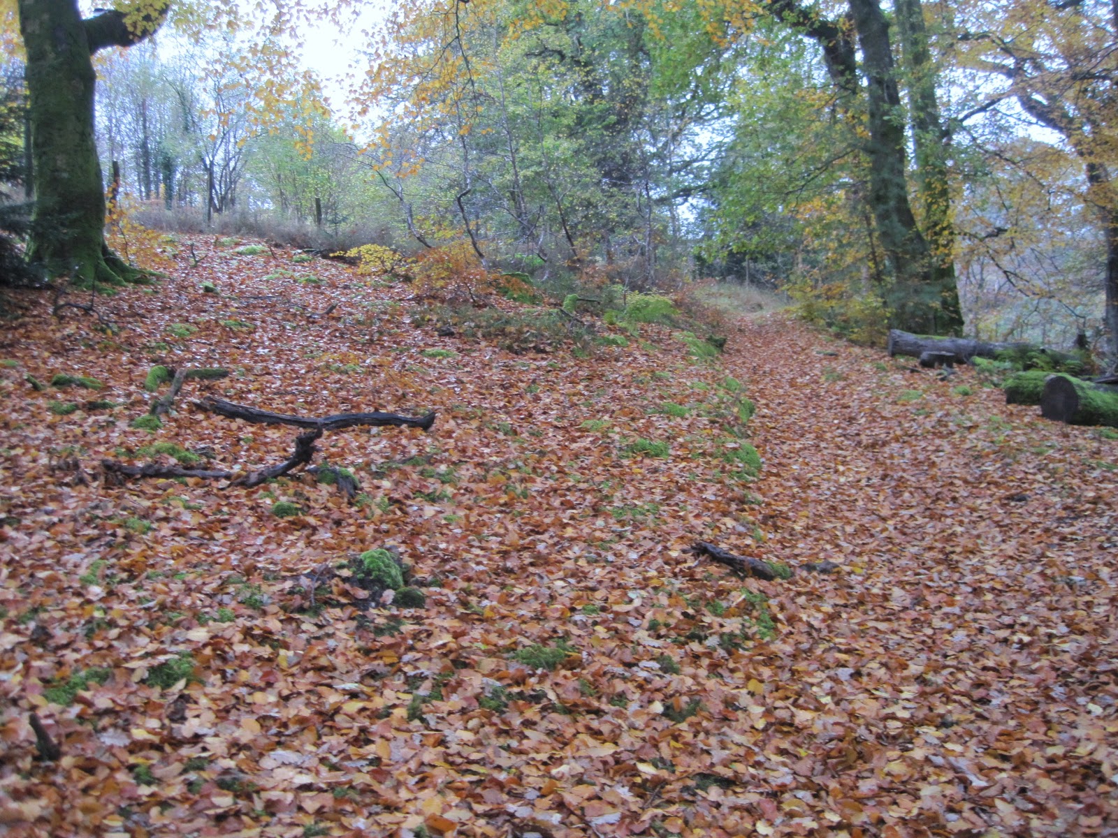 jill teague - out of the blue writing: Goldengrove Unleaving...life in ...