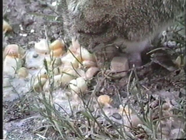 kocham dziwne kino: Splatter Farm (1987)