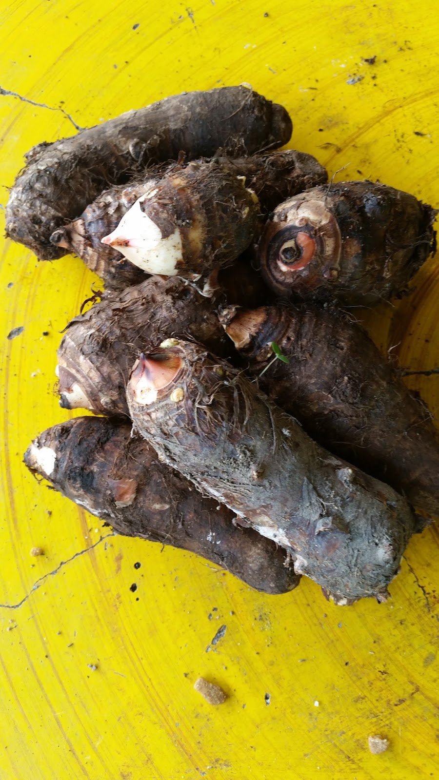 Warisan Petani: Pokok Keladi Sarawak