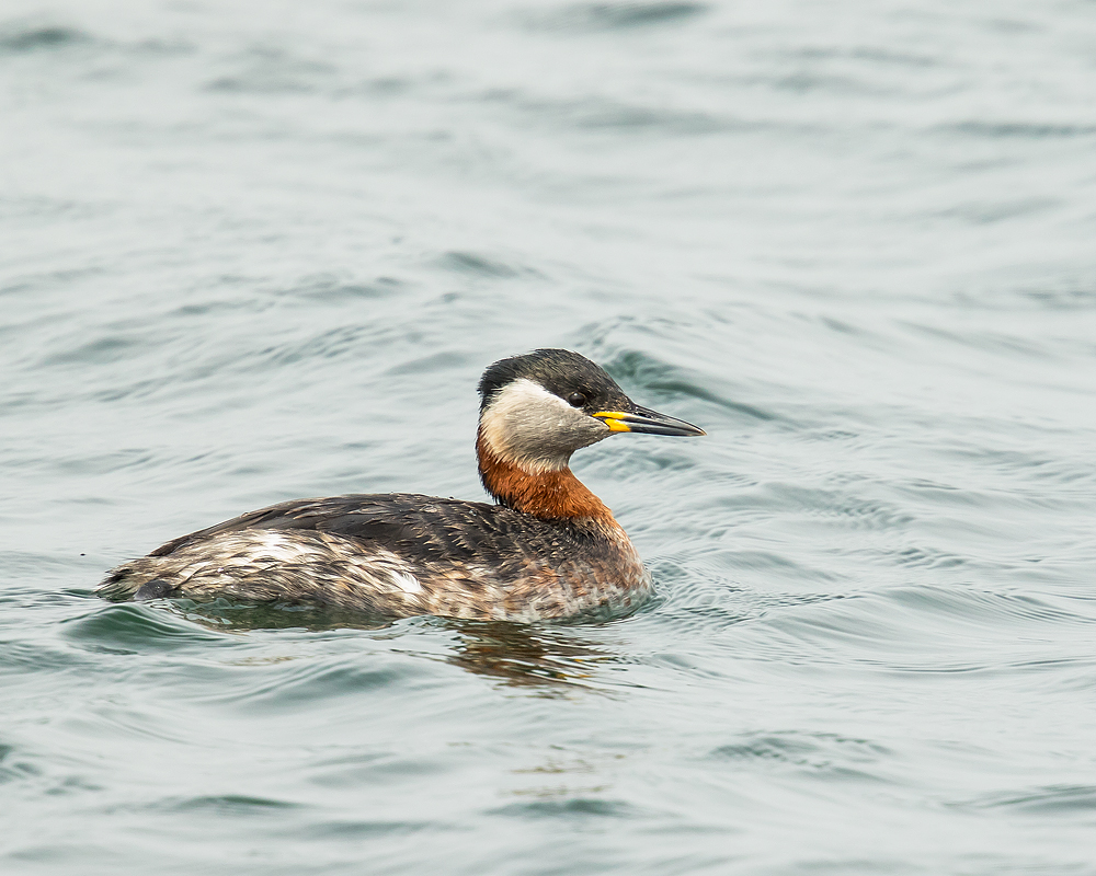 CAMBRIDGESHIRE BIRD CLUB GALLERY: Red-necked Grebe