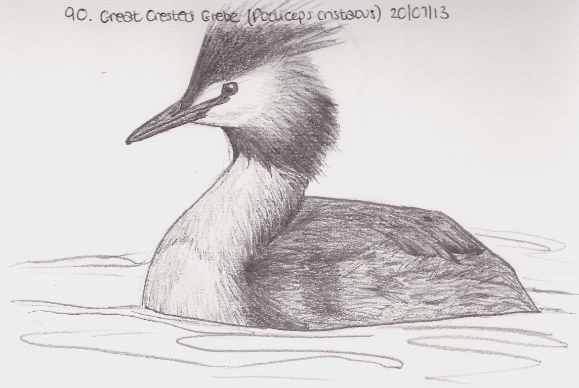 Learn.Draw.BIRD.: 90. Great Crested Grebe (Podiceps cristatus)