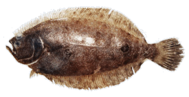 FILANAVAL: Peces de Chile ( Lenguado )