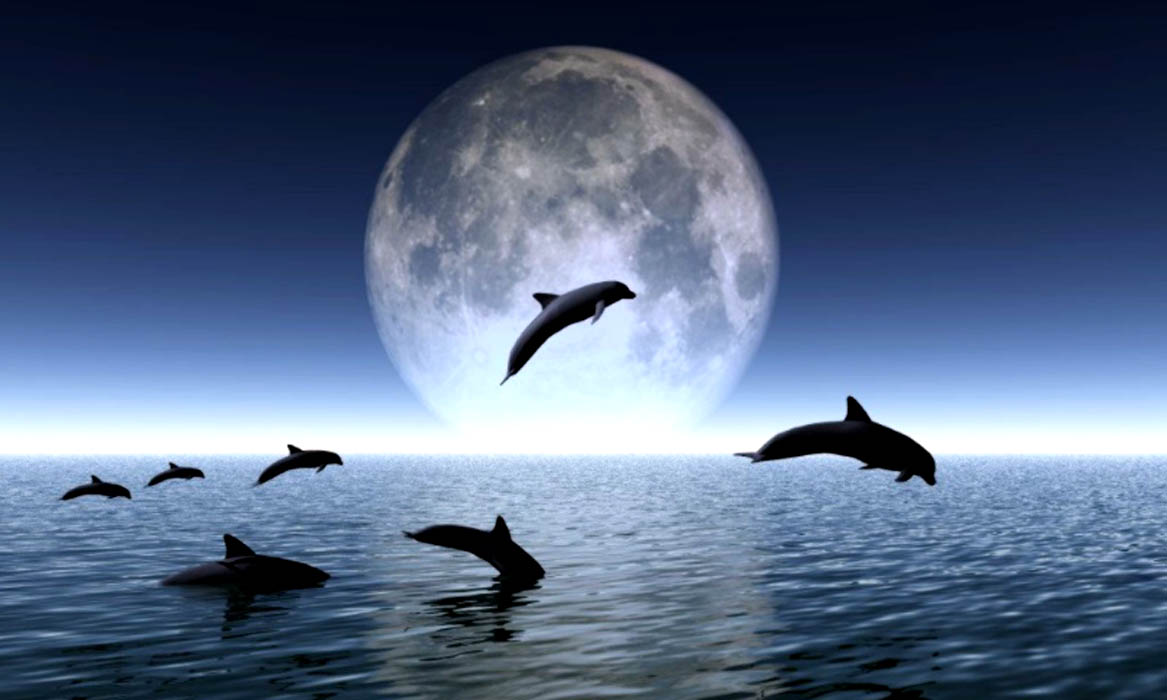 El Delfín : obra"EL DELFIN"