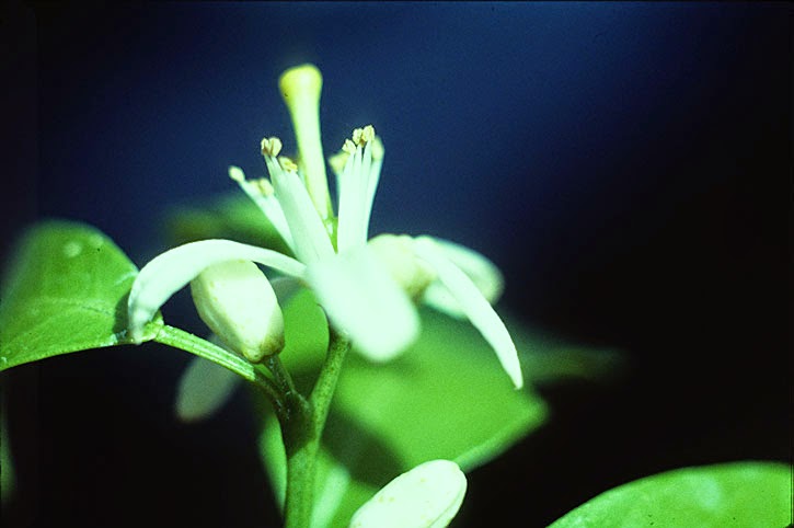 Dasar Bunga (Receptaculum atau Torus) ~ MUNAWI INSIDE