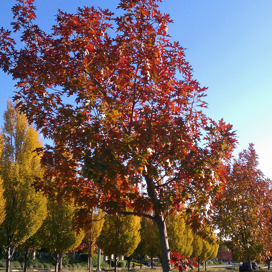 Eden By The Bay: Street Trees Through the Seasons - Pin Oak