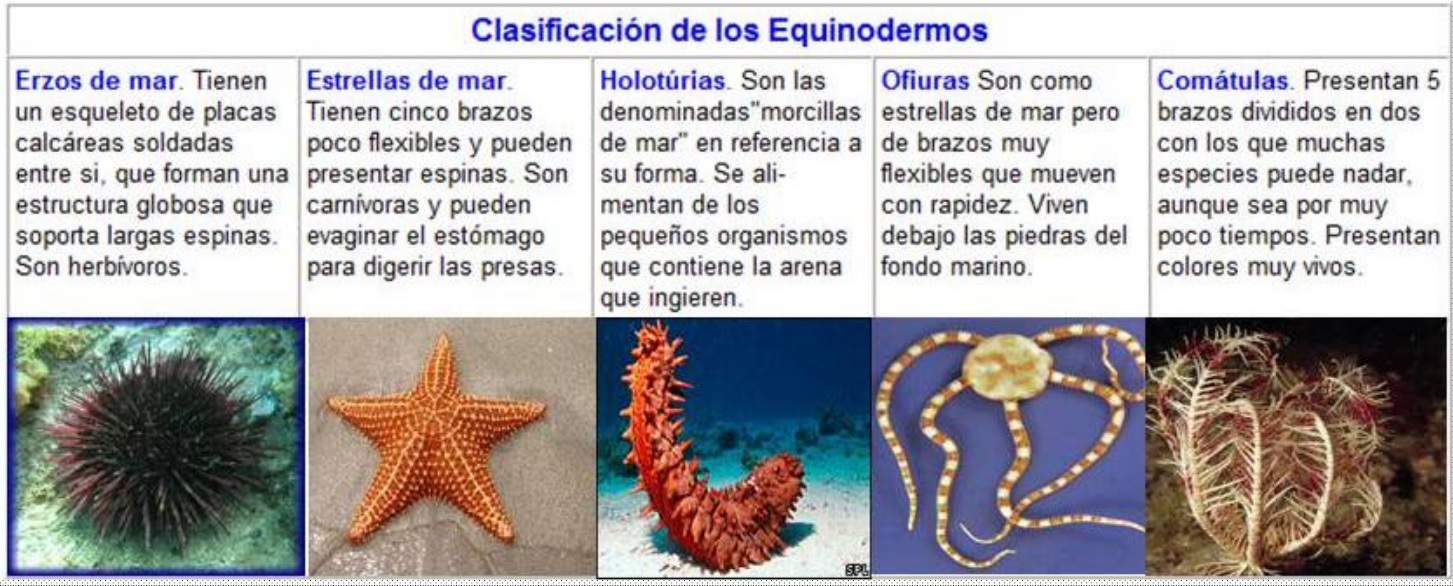 Los Seres Vivos: Sesión 10: LOS EQUINODERMOS