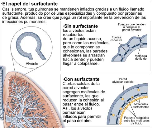 TENSION SUPERFISIAL: El surfactante pulmonar