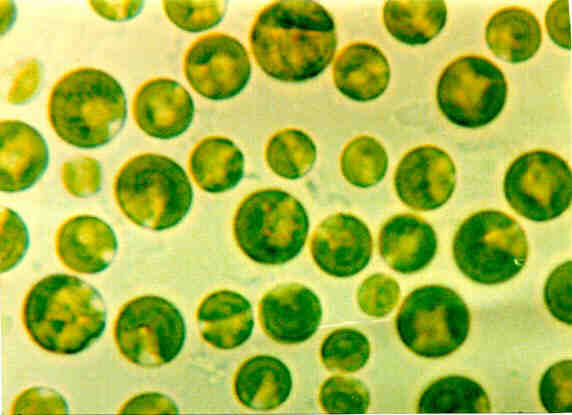 Si Ikan Tongkol: Chlorella sp.