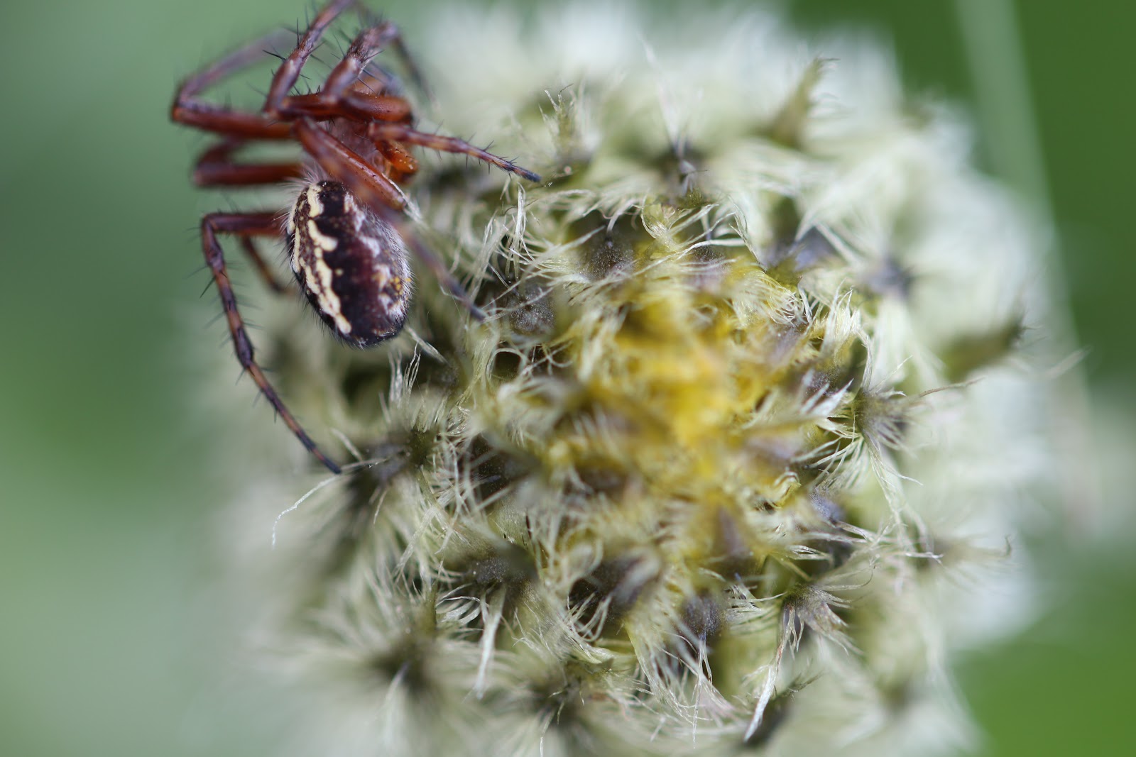 TravelMarx: A Short Hike to Cinque Laghi, Above Valgoglio
