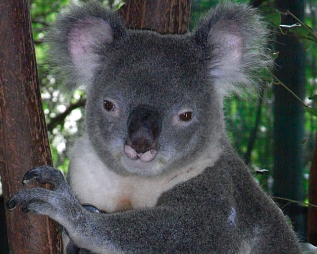 Amazing Koala: Endangered Species, Koalas Facts, Photos, Information ...
