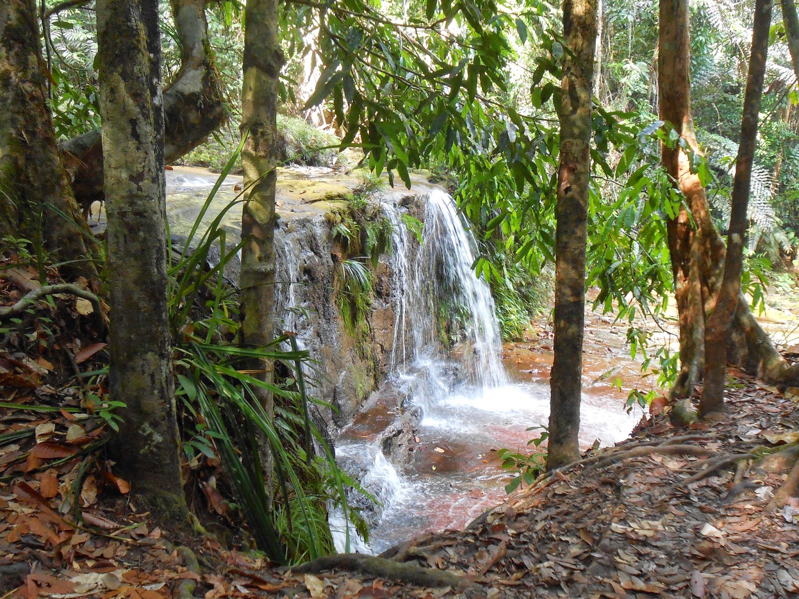 Ersatz Expat: Lambir Hills National Park