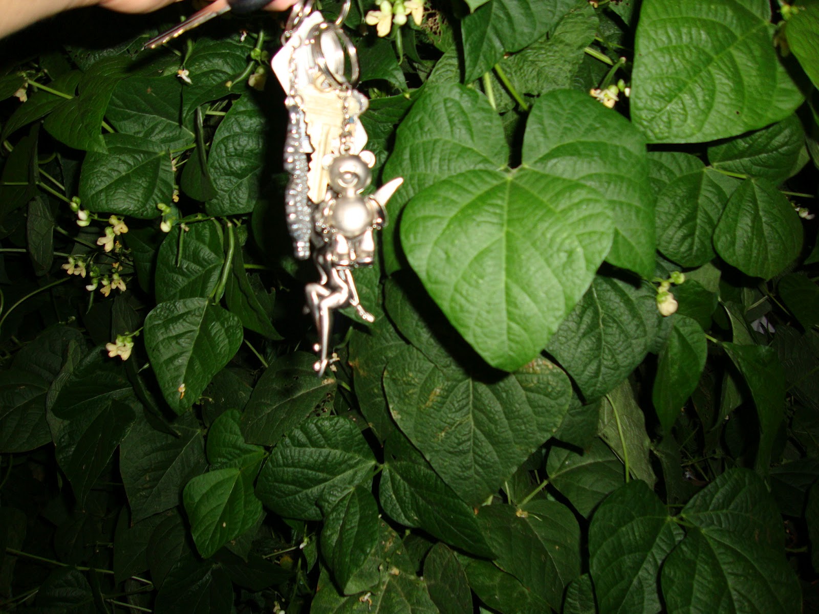 ap-bio-blog-2012-long-day-plant