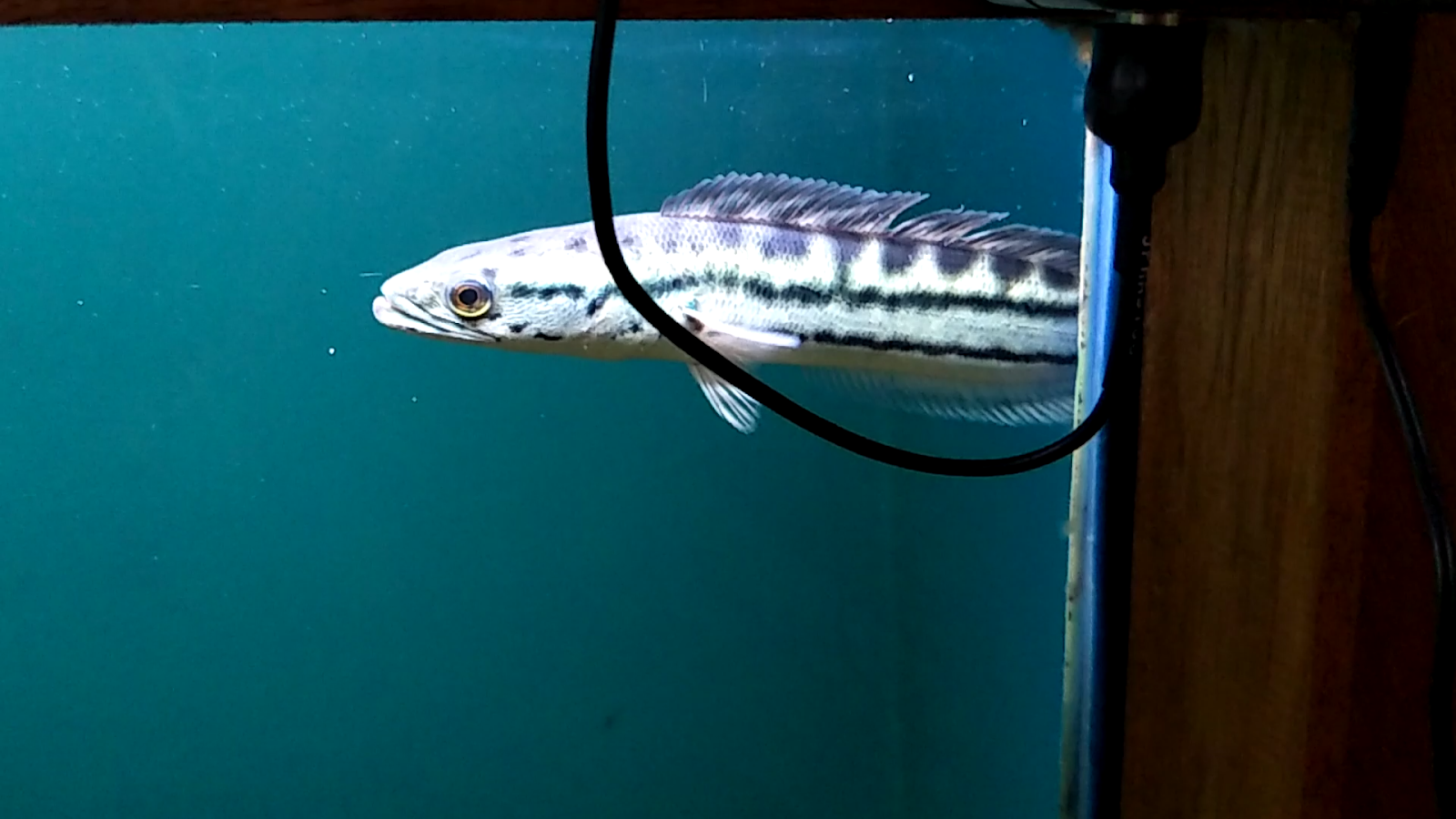 Channa Micropeltes var Kalimantan