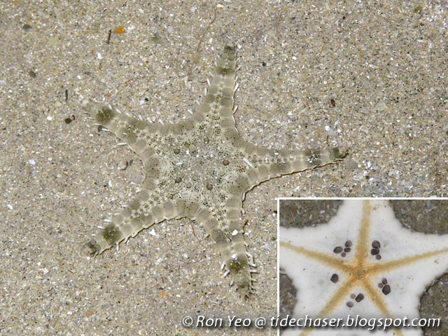 tHE tiDE cHAsER: Sea Stars (Phylum Echinodermata: Class Asteroidea) of ...