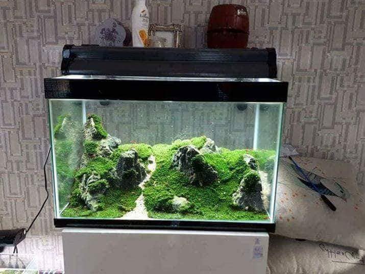 Bộ sưu tập hồ thủy sinh chơi rêu mini fiss