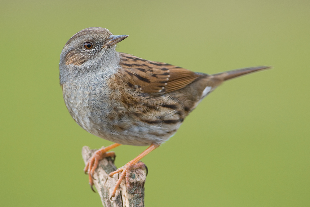 Roger Pujol i Piazuelo - Natura i fotografia: Pardal de bardissa ...