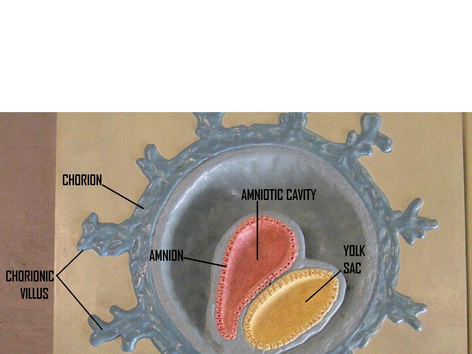PSC: Anatomy and Physiology 2: Labeled Embryonic Development Models