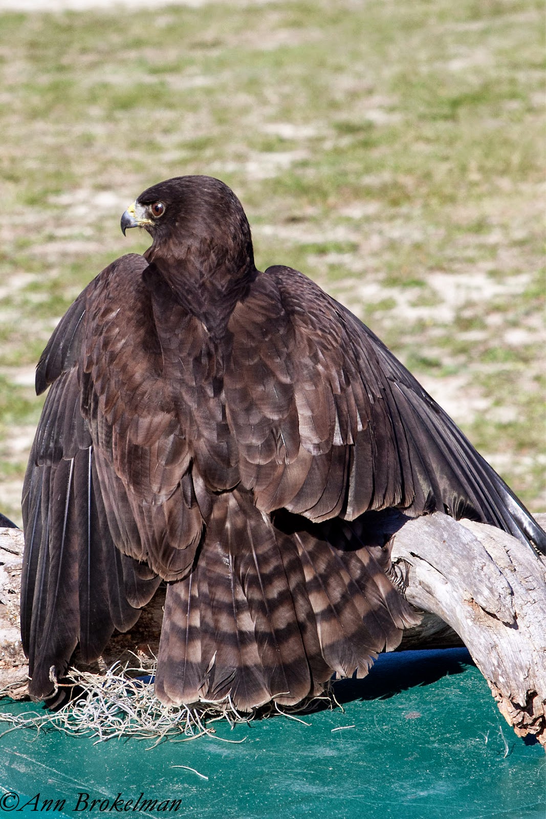 Ann Brokelman Photography: Short-tailed Hawk - Florida 2015 Captive