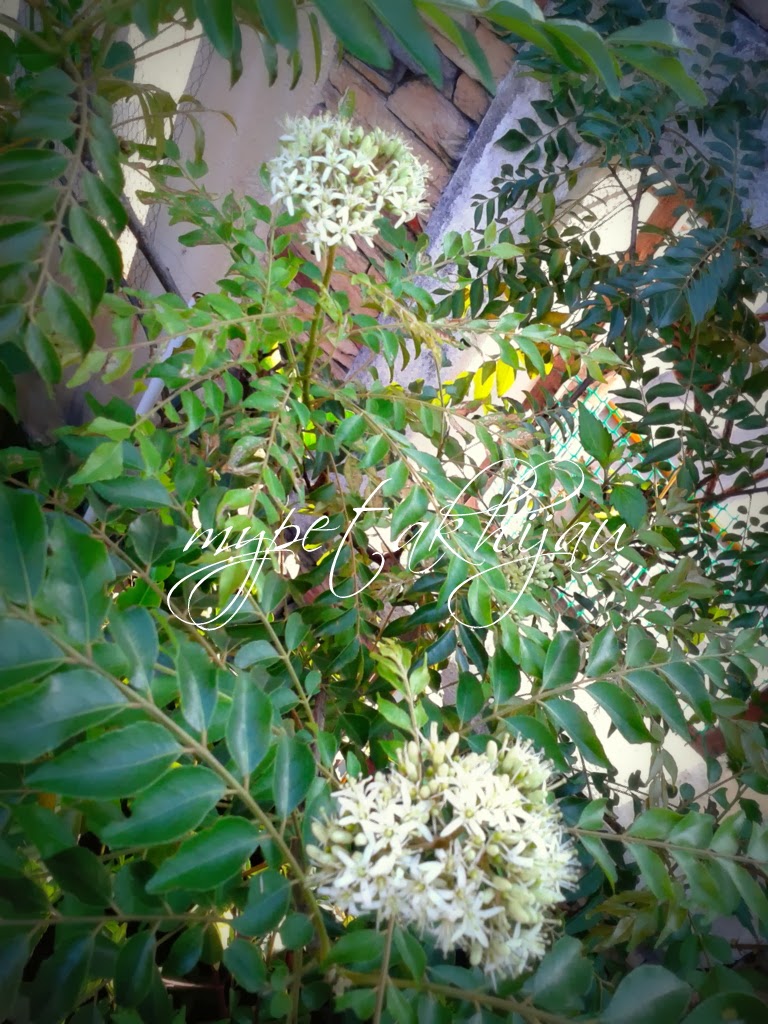 My Petak Hijau: Berjambak-jambak bunga karipole