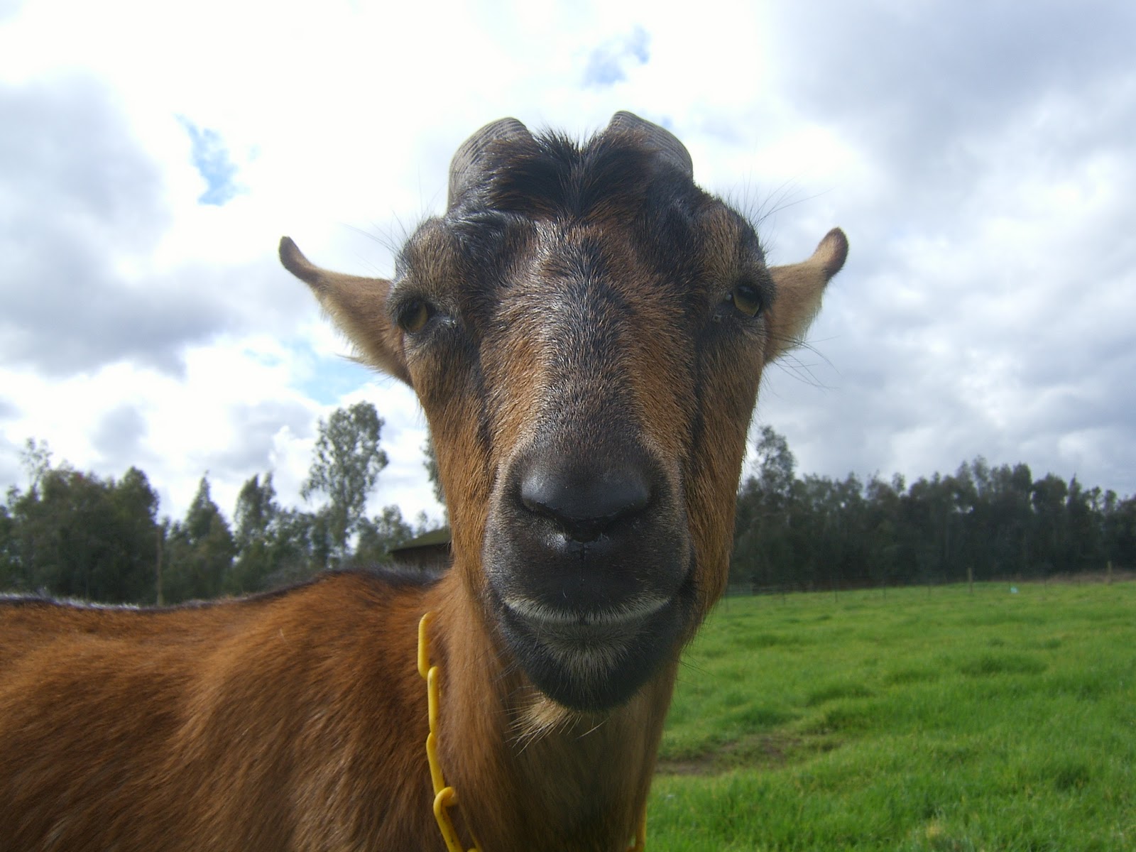 Sierra Pack Goats Blog: Here are the current four goats which make up ...