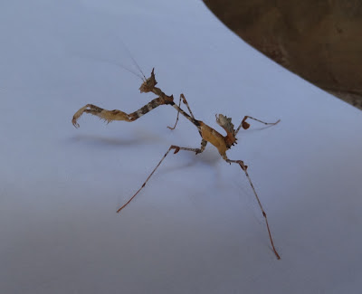 The Gerth Family: the wide world of Tanzanian BUGS
