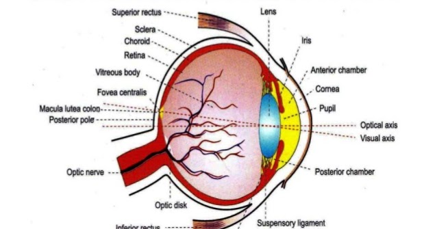 Undisputed Man: Struktur Mata